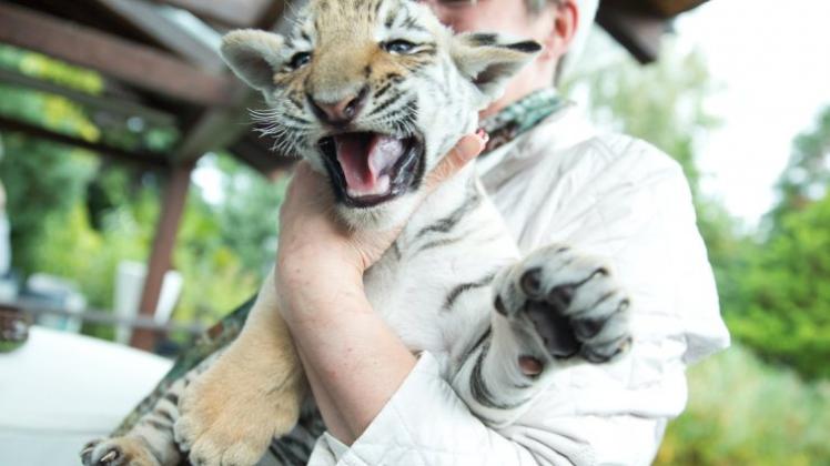 Ausgesetzt vor Tierarztpraxis – Tigerbaby Diego