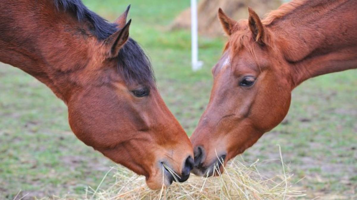 Unbekannte misshandeln Pferde in | DKO