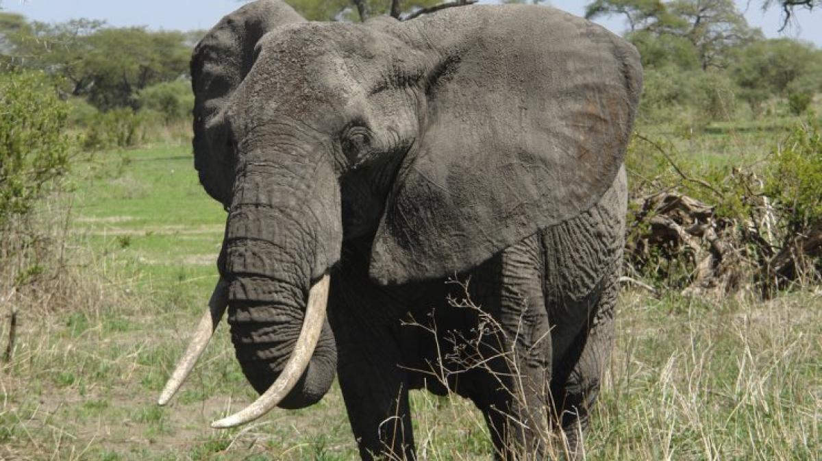 Hat ein Deutscher den größten Elefanten Simbabwes
