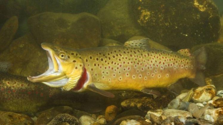 Bad Rothenfelde: Lebende Forellen