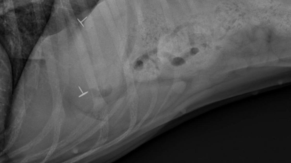 Lotter Hundebesitzer warnen vor Leckerli mit