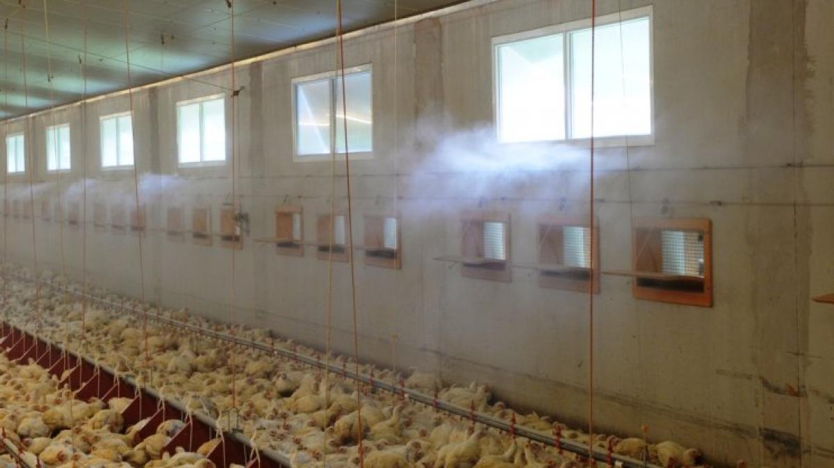 Hightech gegen Hitze im Maststall