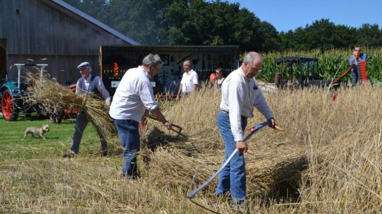 Historische Roggenernte bei der Hilter | NOZ