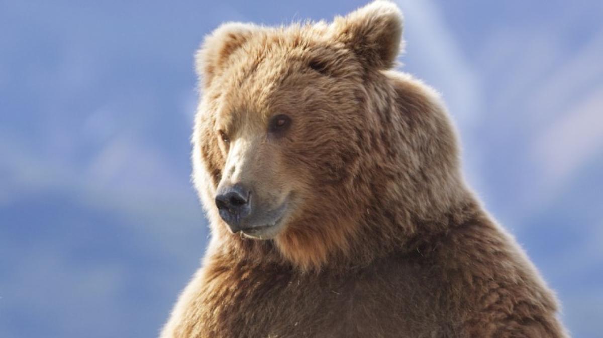 „Bären“: Eindrucksvolle