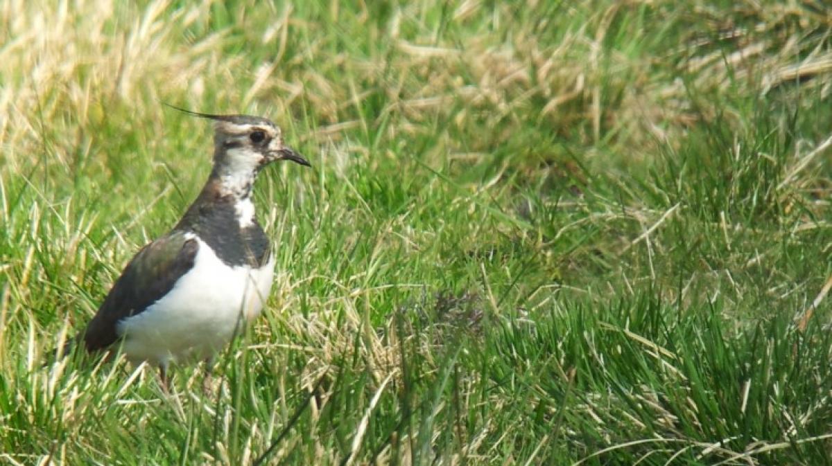 Das einst vertraute „Kie-wieet“ wird immer