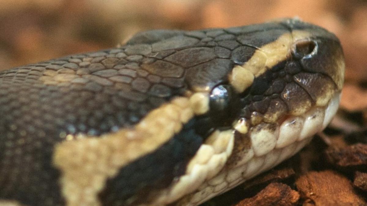 Eine Python im Wohnzimmer - wieder Überraschung für