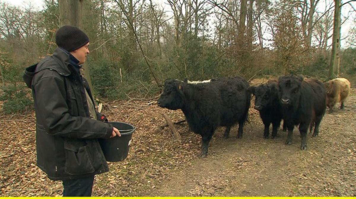 „Der Wald der Rinder“ in der Grafschaft