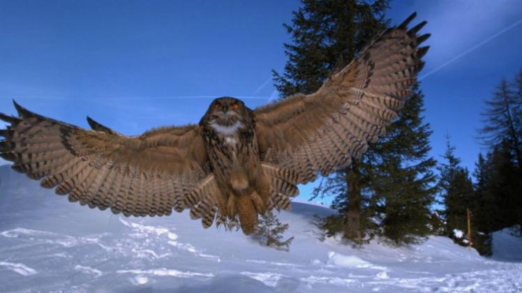 Schon gesehen: „Der Flug der Eule“ auf