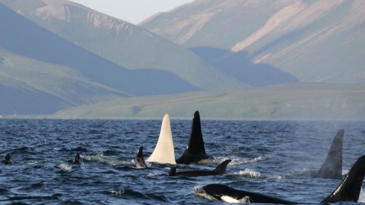 Rarität: Forscher sichten weißen Schwertwal im