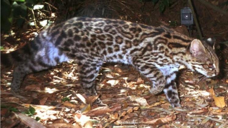 Neue Wildkatzenart identifiziert | NOZ