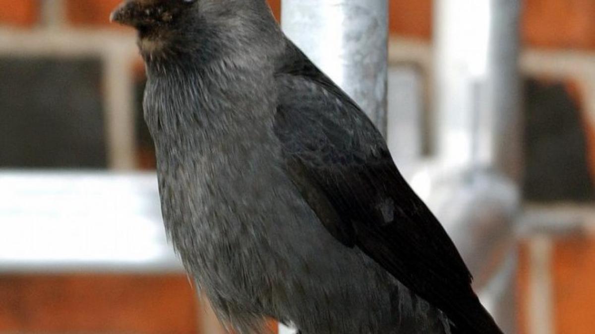 Intelligente Dohle ist «Vogel des Jahres