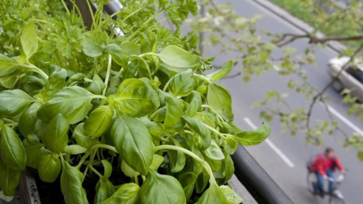 Kräuter vor der prallen Sonne