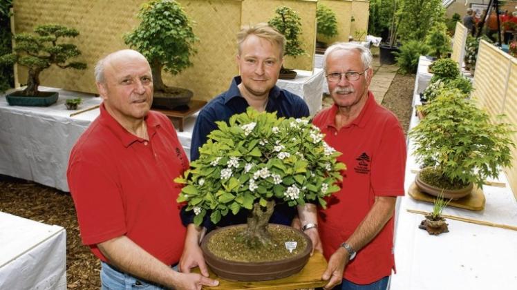 Osnabrücker Bonsaitage bieten Einblicke in ein faszinierendes