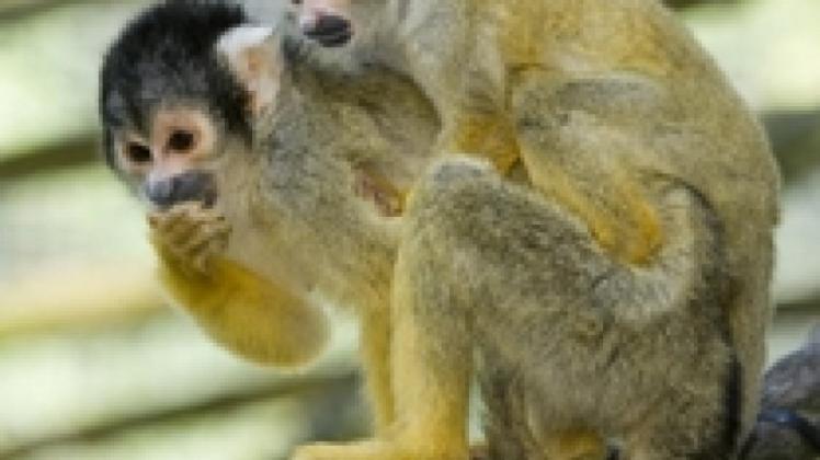 Huckepack durchs Affengehege