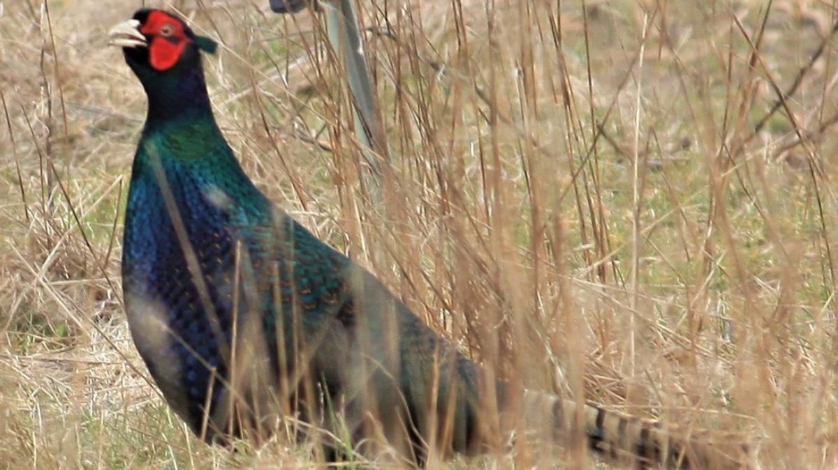 Amrum: Seltener blau-schwarzer Fasan auf der Insel gesichtet