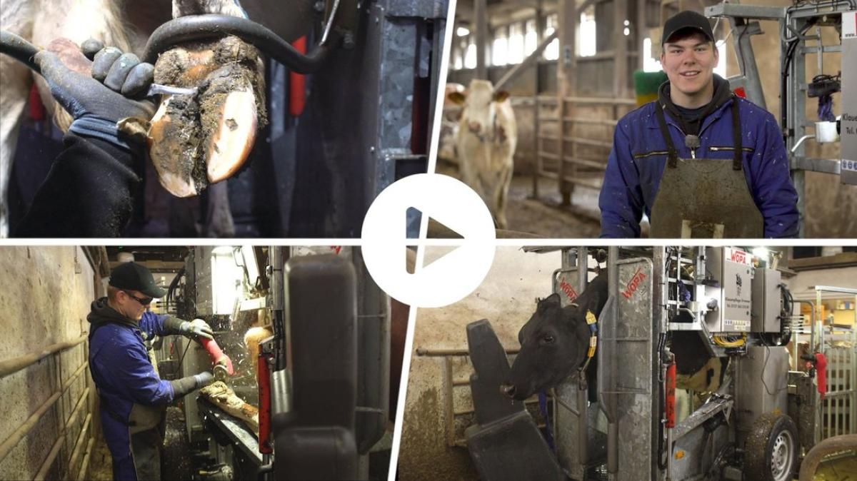 Video: Unterwegs mit Klauenpfleger Jon Sommer aus Handewitt
