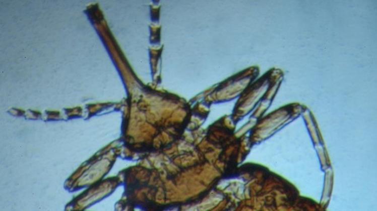 Läuse-Gene zeigen: Säuger vielleicht älter als