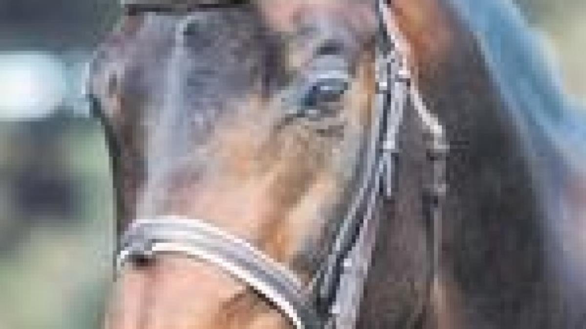 Seine Lordschaft gibt die edlen Gene