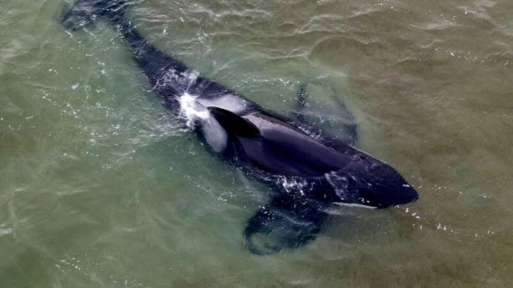 Schwertwal im Limfjord stellt Fachleute in Dänemark vor Rätsel