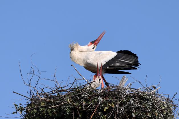 Storchendorf Bergenhusen: Unterwegs mit Naturfotograf Lambert
