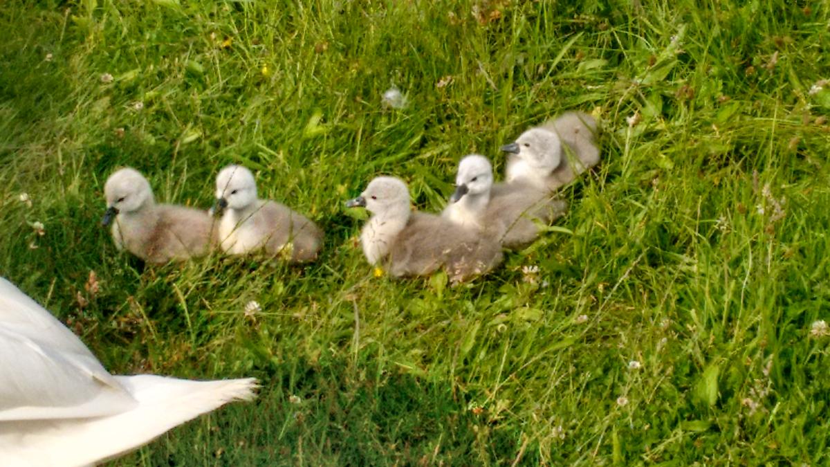 Wo sind die Schwäne vom Hasesee in Bramsche?