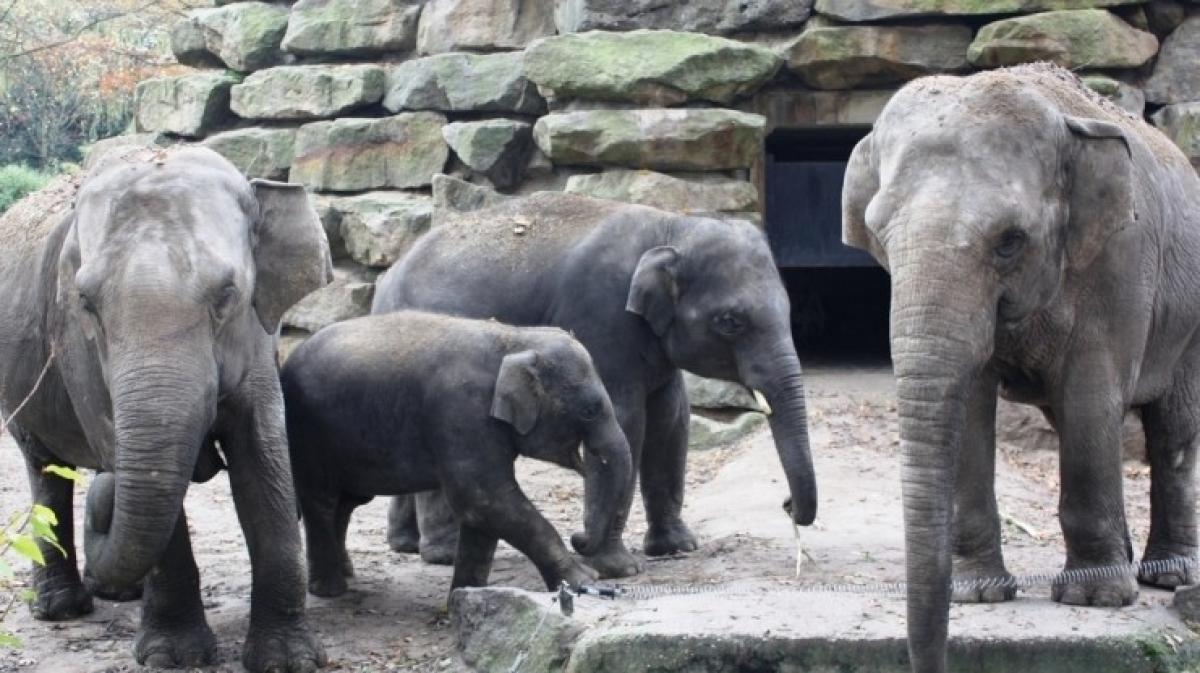 Asiatische Elefanten sollen bis Ostern im Zoo Osnabrück