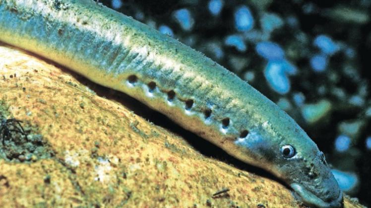 Neunaugen: Das lebende Fossil kommt in Flüssen im Osnabrücker