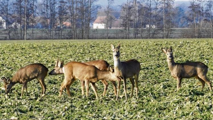 Rehe im Winter: Sieben Stunden täglich auf Futtersuche im
