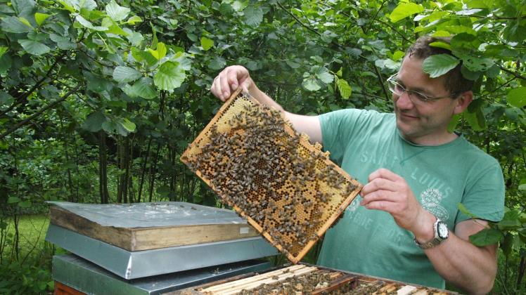 Nach Vandalismus: Bienenvolk der Aukruger Kita-Kinder überlebt.