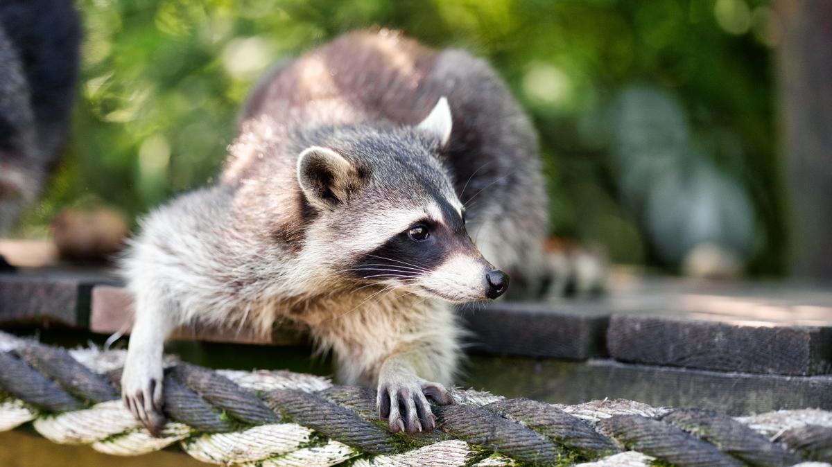 Süß und frech – Tiere im Wildtierzentrum | SHZ