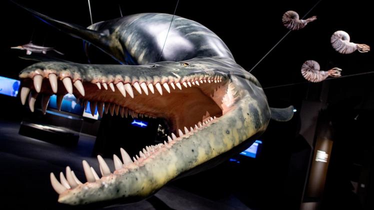 Austellung in Wilhelmshaven: Meeressaurier in Echtgröße