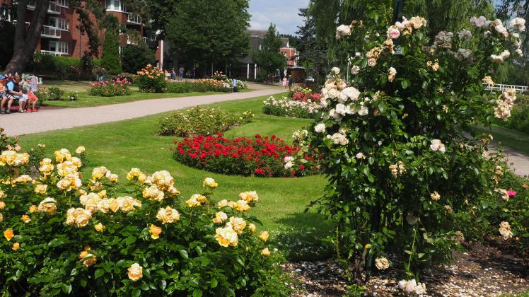 Uetersen & Umland kurz notiert: Neue Figur im Rosarium