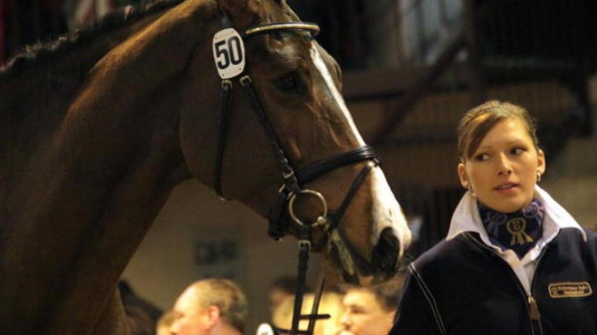 Edle Pferde unter dem Hammer - PSI in Ankum | NOZ