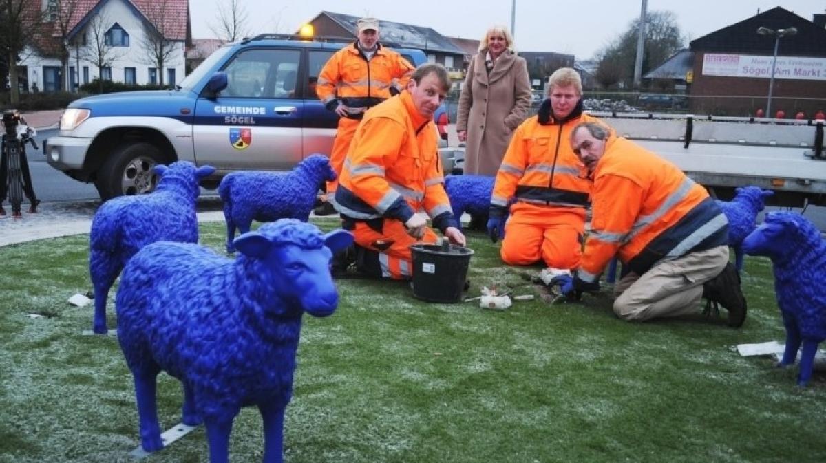 Blaue Schafe zurück in Sögel