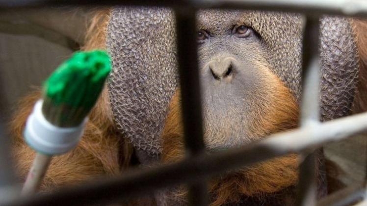 Buschi malt nicht mehr | NOZ