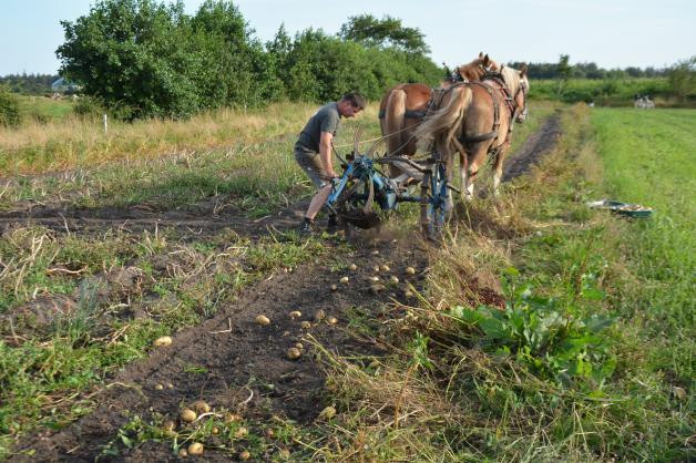 Plegers setzen Schleswiger Kaltblutpferde im Kartoffelanbau ein