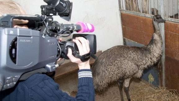 Emu in Hasbergen eingefangen - Umzug in den Zoo