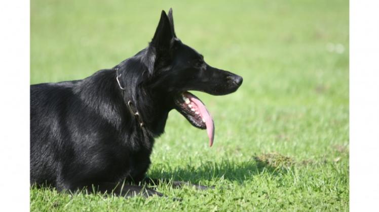 Ansgar Schepers trainiert mit seinem Schäferhund Ferris | NOZ