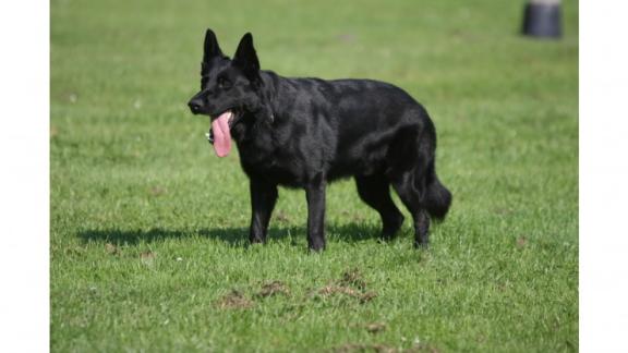 Ansgar Schepers trainiert mit seinem Schäferhund Ferris