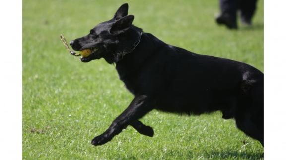Ansgar Schepers trainiert mit seinem Schäferhund Ferris