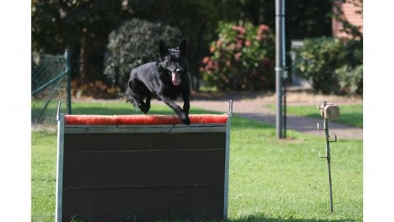 Ansgar Schepers trainiert mit seinem Schäferhund Ferris