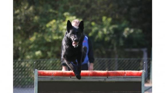 Ansgar Schepers trainiert mit seinem Schäferhund Ferris