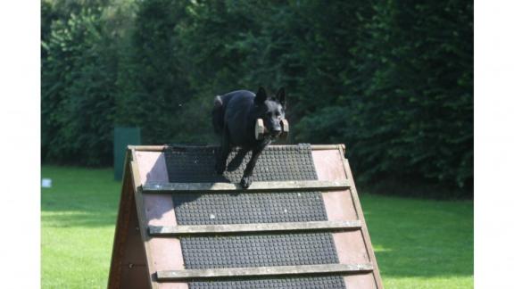Ansgar Schepers trainiert mit seinem Schäferhund Ferris