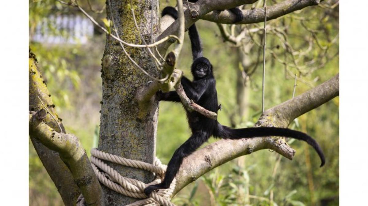 Neues Gehege für die Klammeraffen im Osnabrücker Zoo