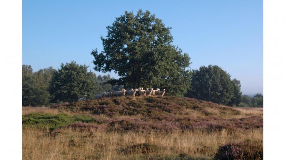 Pinkfarbene Pracht - die Heide blüht