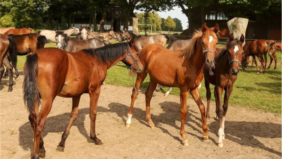 Gestüt Ismer aus Ströhen züchte Pferde für Könige