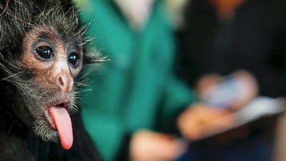 Klammeraffe Smiley Hope wird integriert | NOZ