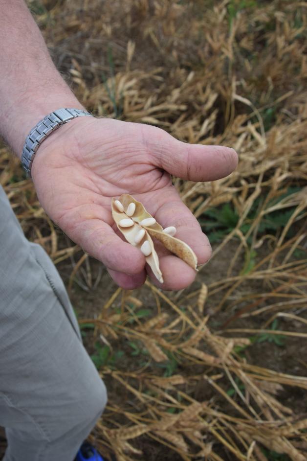 Seltenes Obst: Das wächst auf Meller und Wittlager Feldern