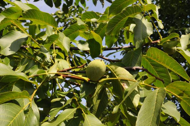 Seltenes Obst: Das wächst auf Meller und Wittlager Feldern