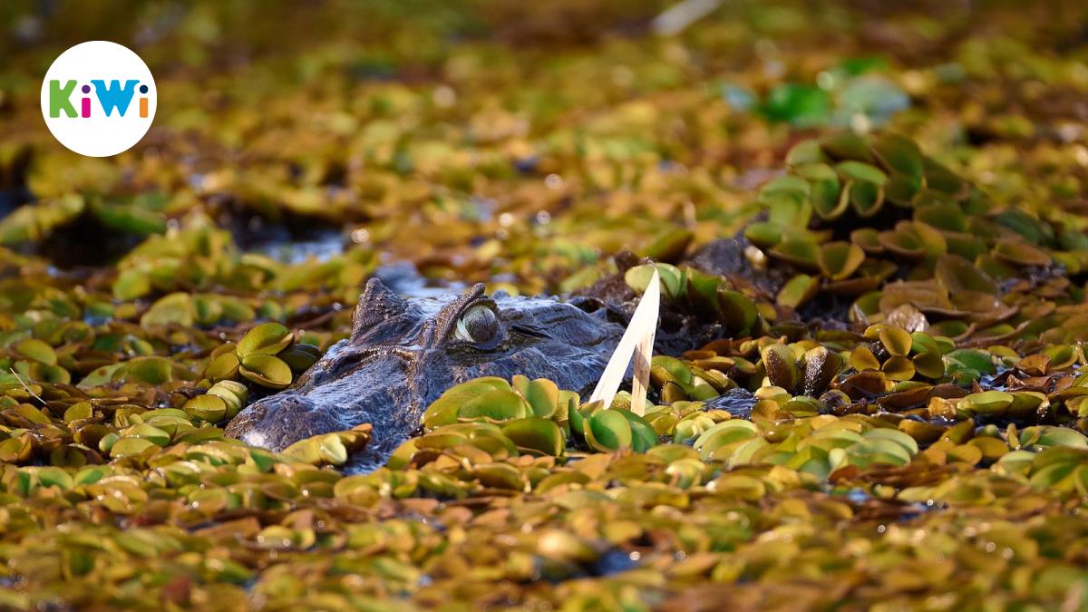 Zwischen Echtem Krokodil und Alligator unterscheiden | SHZ